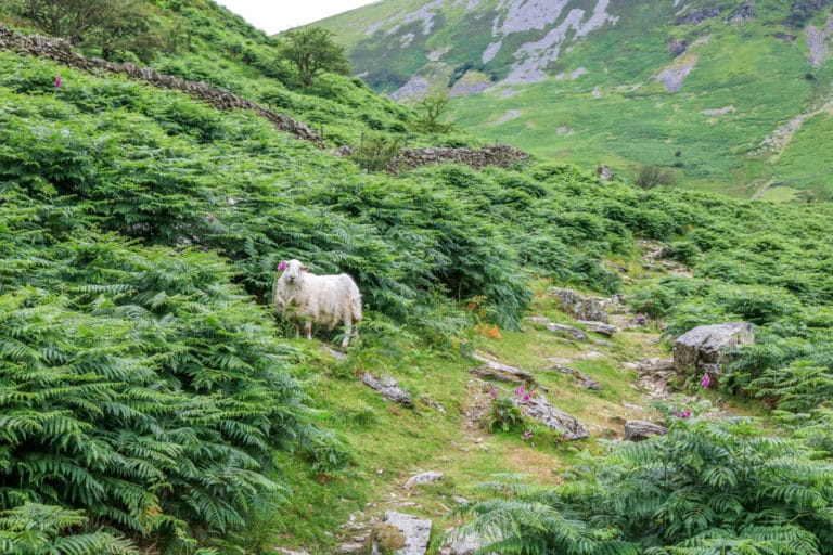 Schafe in Wales: Die 15 schönsten Fotos meiner Wanderungen