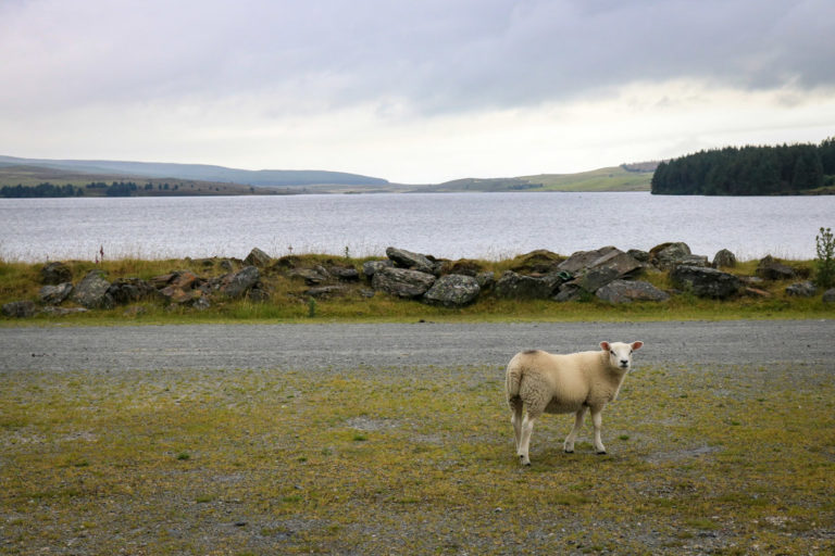 Schafe in Wales: Die 15 schönsten Fotos meiner Wanderungen
